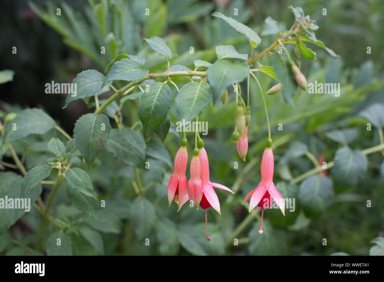 Fuchsia 'Prince of Orange' Stock Photo - Alamy