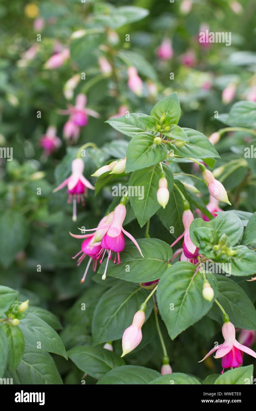 Max jaffa hi-res stock photography and images - Alamy