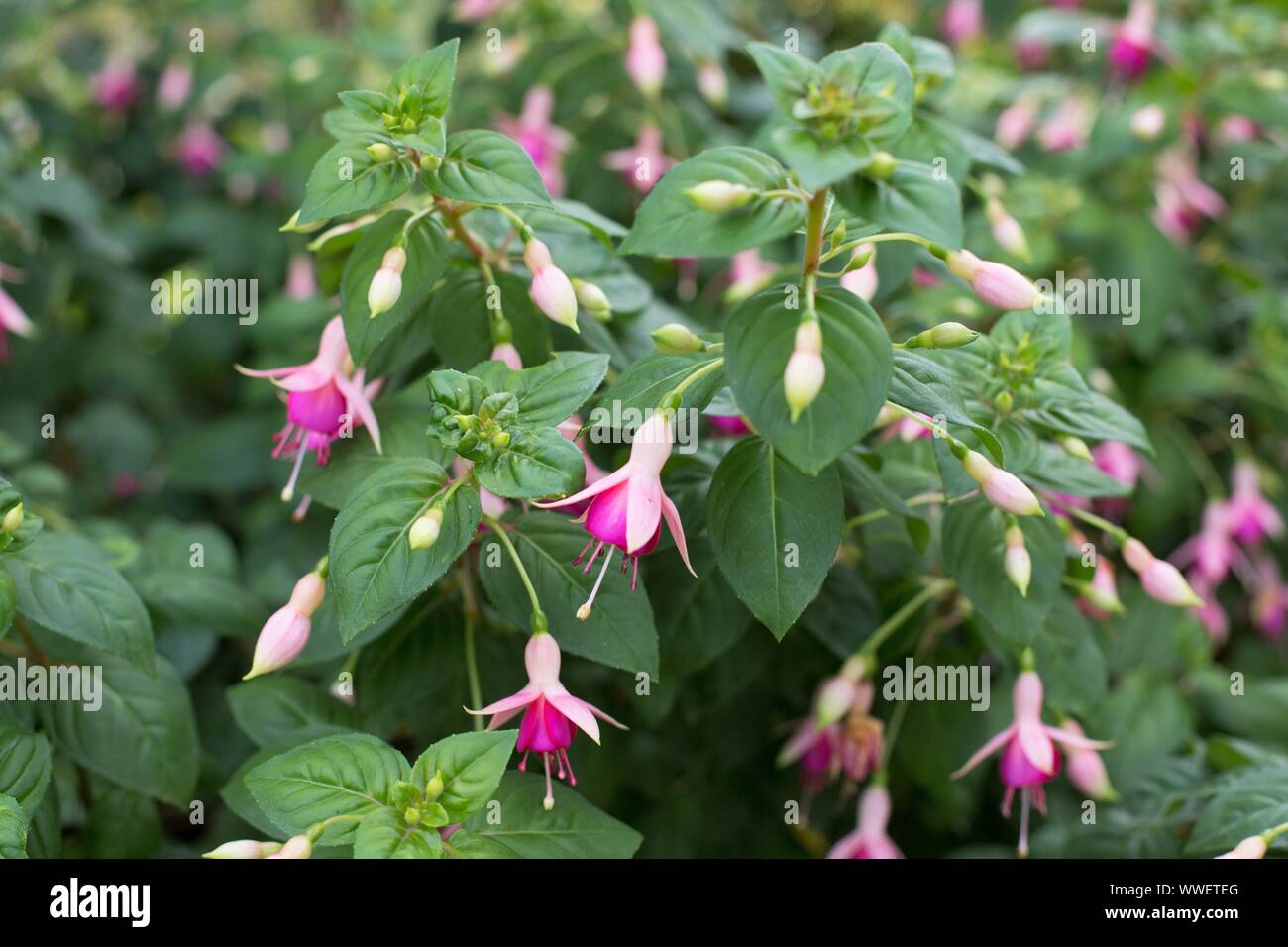 Fuchsia 'Max Jaffa' Stock Photo - Alamy