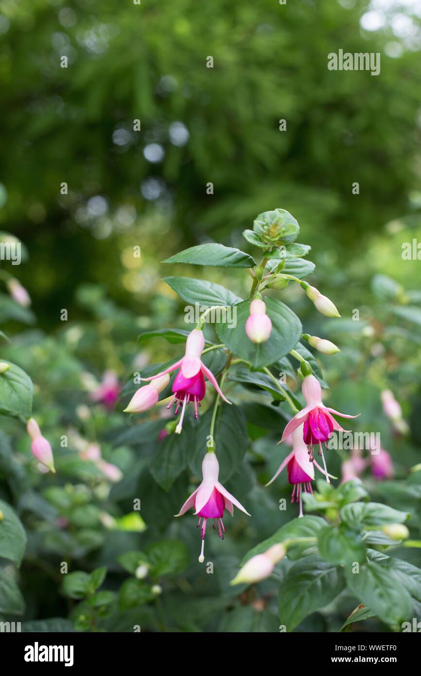 Fuchsia 'Max Jaffa' Stock Photo - Alamy