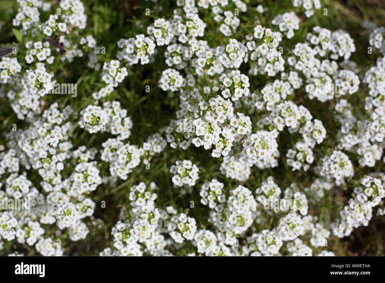 Lobularia maritima syn. Alyssum maritimum Stock Photo - Alamy