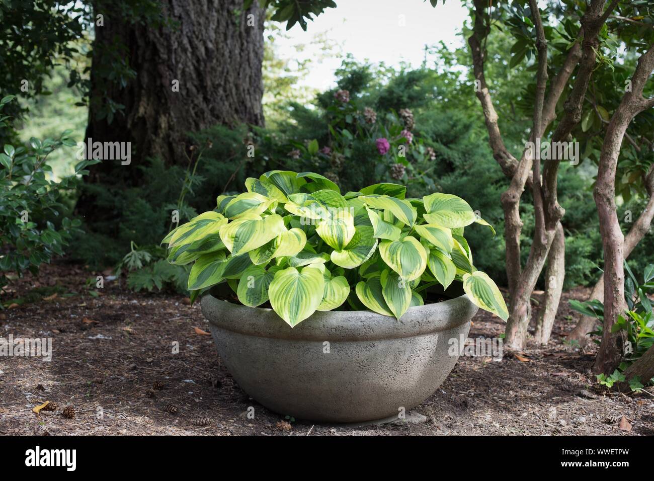 Container garden hi-res stock photography and images - Alamy