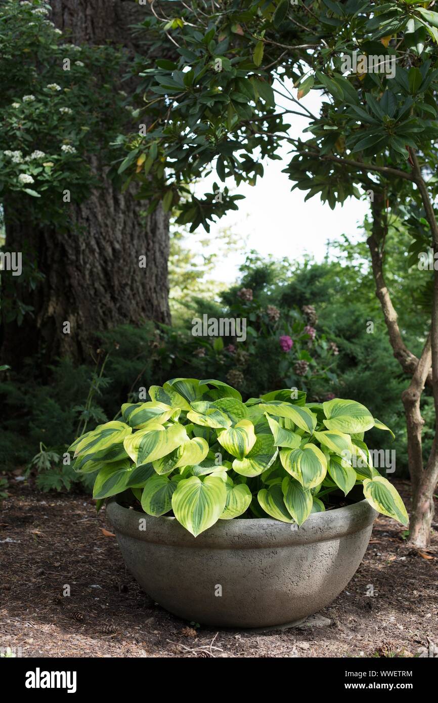 September plant container hi-res stock photography and images - Alamy