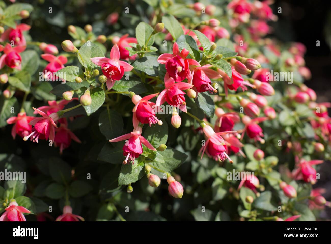 Fuchsia 'Galadriel' shrub Stock Photo - Alamy