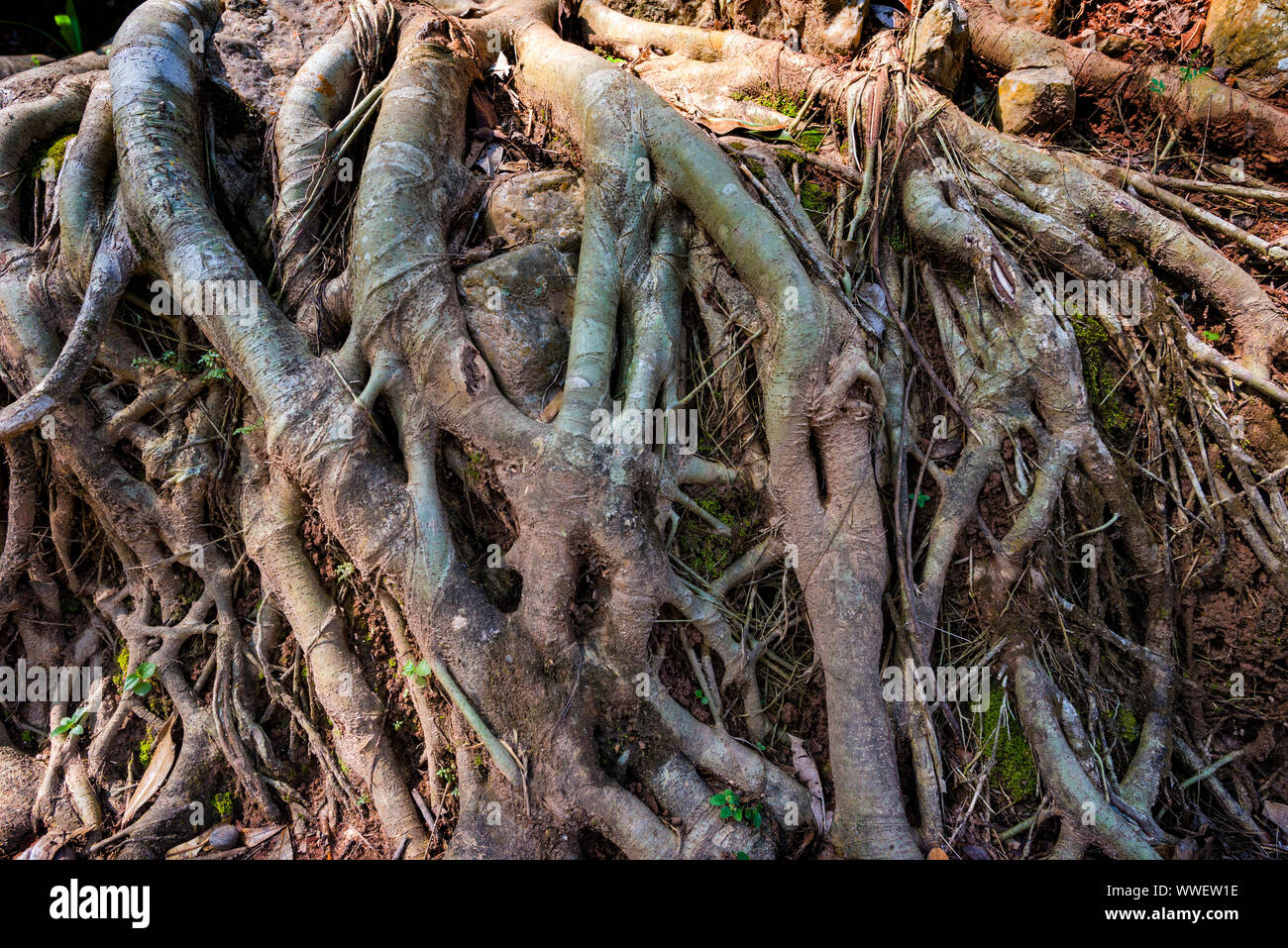 Old Tree root - Tropical tree roots at Taiping, Malaysia Stock Photo ...