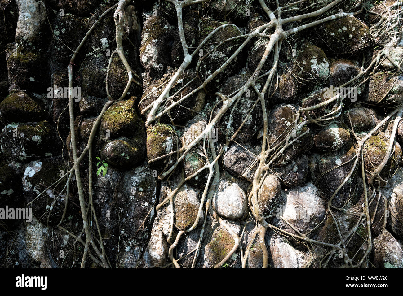Old Tree root - Tropical tree roots at Taiping, Malaysia Stock Photo ...