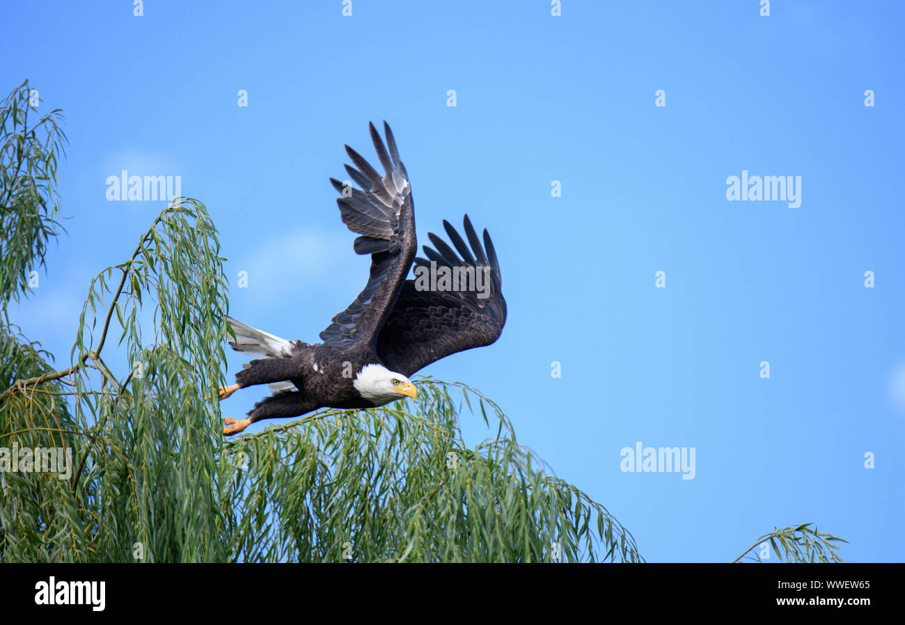 Bald eagle taking off from a tree and flying Stock Photo - Alamy
