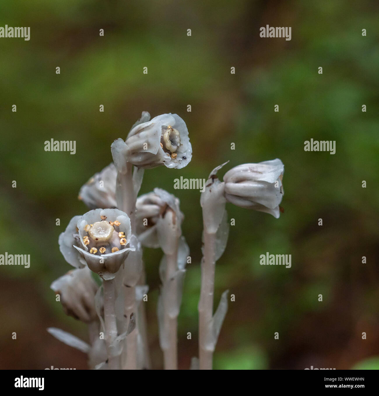 Indian pipe plants hi-res stock photography and images - Alamy