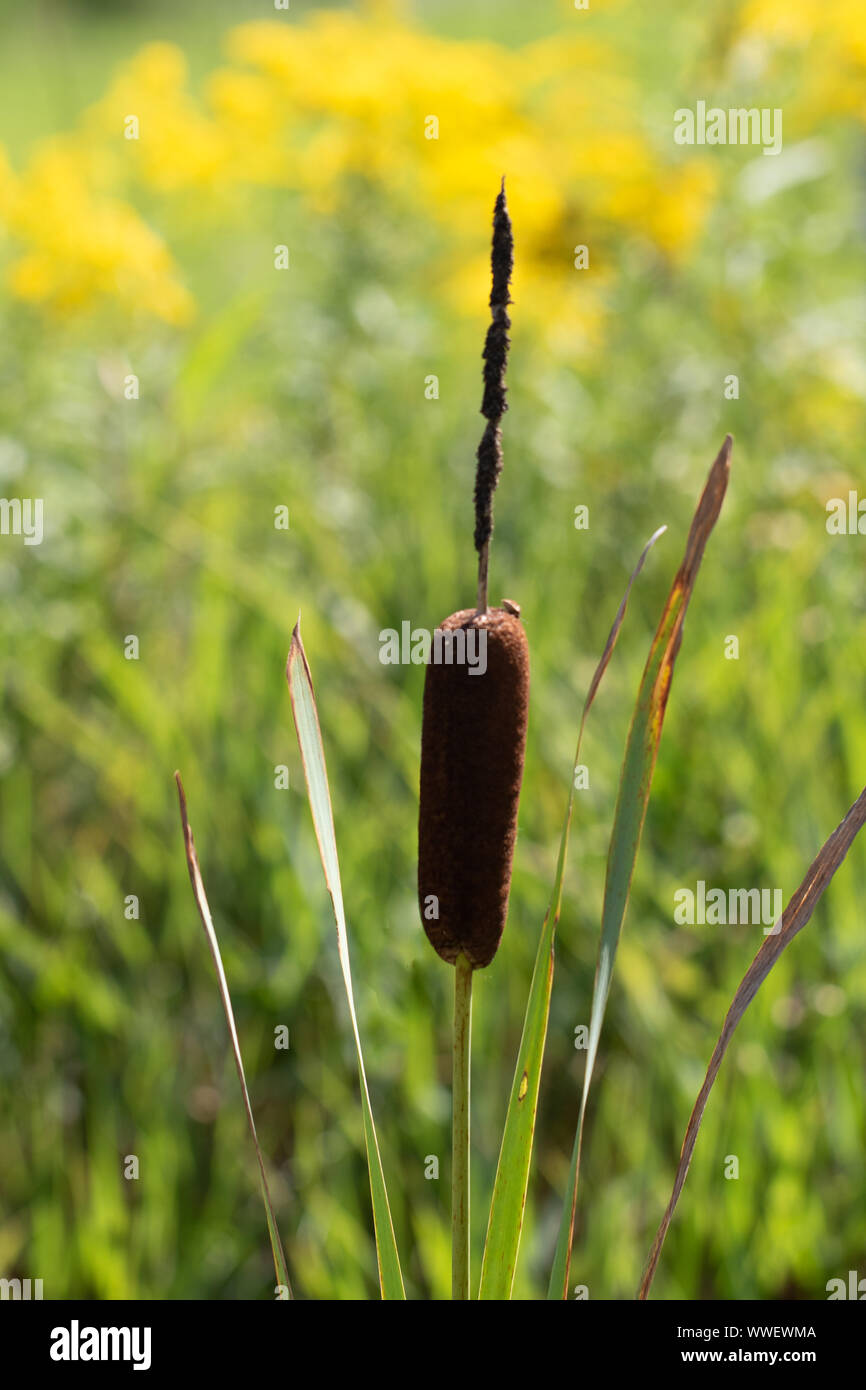 common cattail with goldenrod behind Stock Photo - Alamy
