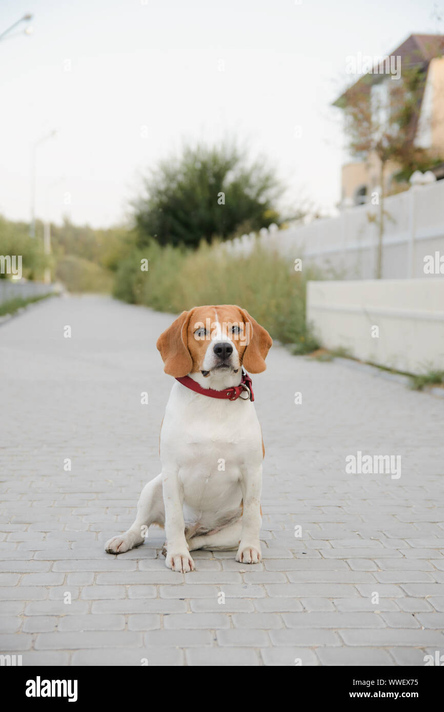 English Beagle High Resolution Stock Photography and Images - Alamy