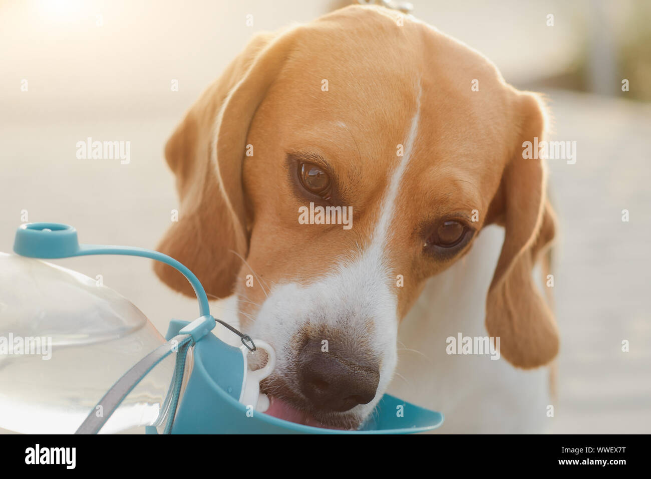 English beagle hi-res stock photography and images - Alamy
