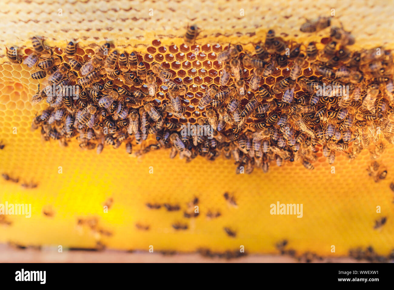 Frames of a bee hive. Beekeeper harvesting honey. The bee smoker is ...