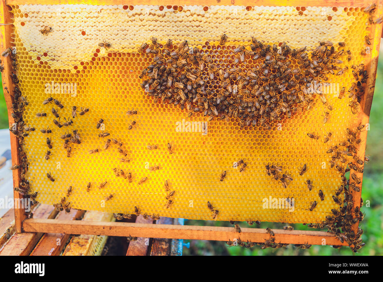 Frames of a bee hive. Beekeeper harvesting honey. The bee smoker is ...