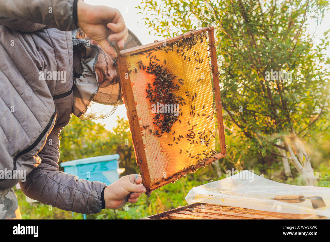 Frames of a bee hive. Beekeeper harvesting honey. The bee smoker is ...