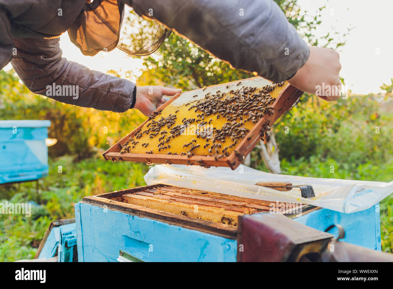Frames of a bee hive. Beekeeper harvesting honey. The bee smoker is ...
