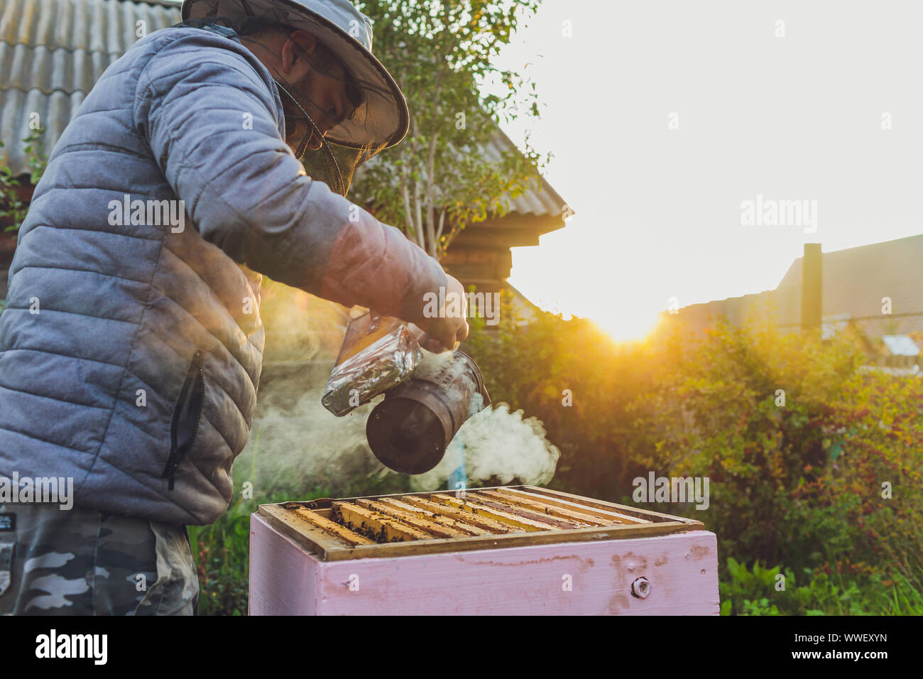 Frames of a bee hive. Beekeeper harvesting honey. The bee smoker is ...
