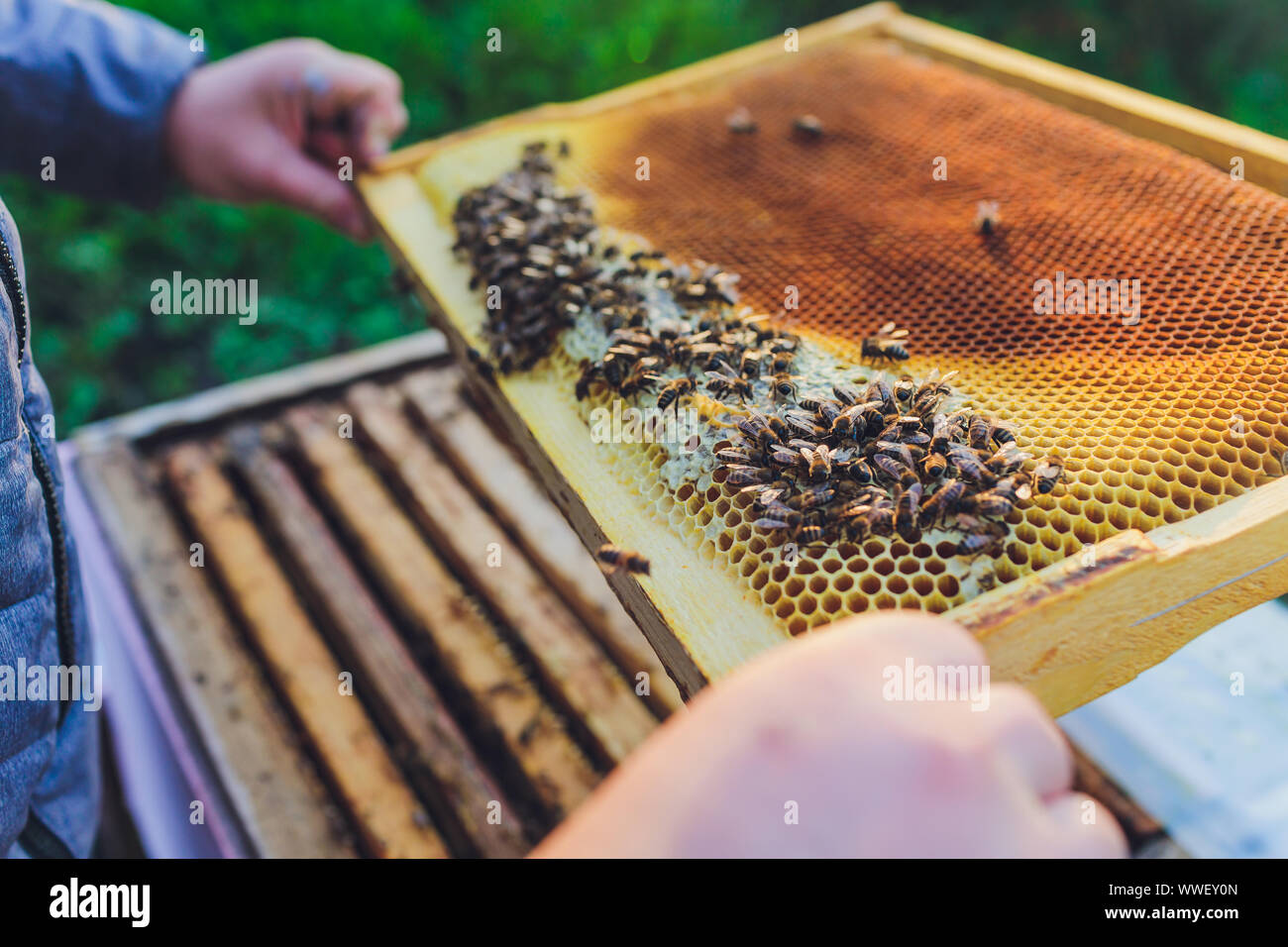 Frames of a bee hive. Beekeeper harvesting honey. The bee smoker is ...