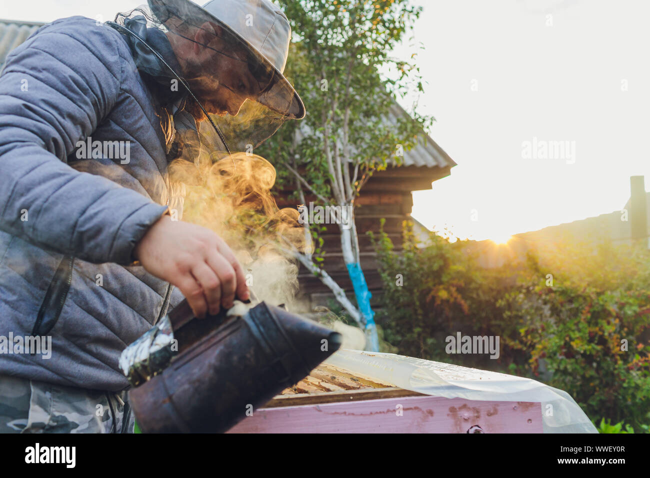 Frames of a bee hive. Beekeeper harvesting honey. The bee smoker is ...