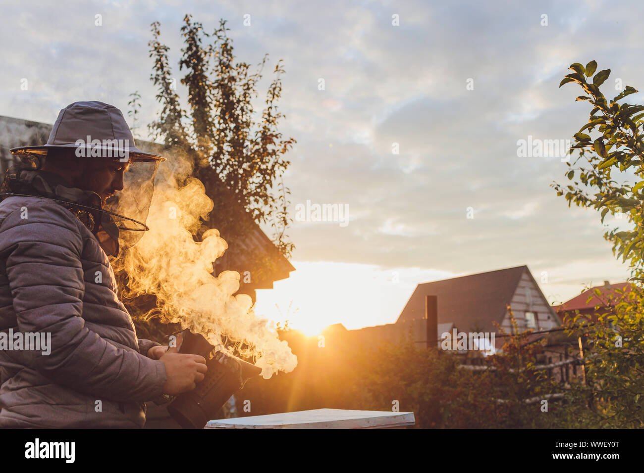 Frames of a bee hive. Beekeeper harvesting honey. The bee smoker is ...
