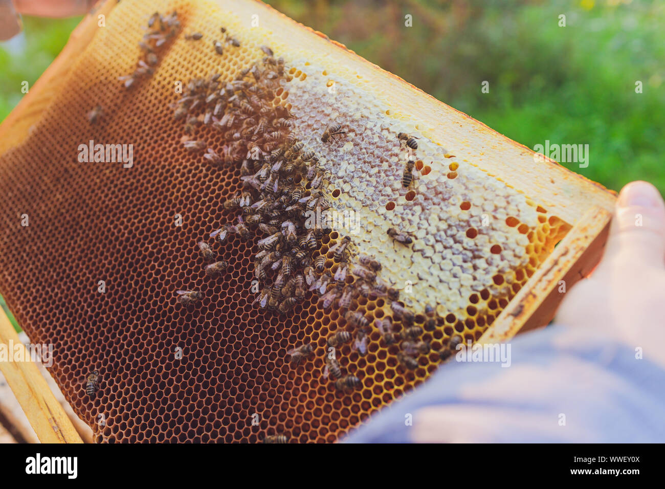 Frames of a bee hive. Beekeeper harvesting honey. The bee smoker is ...