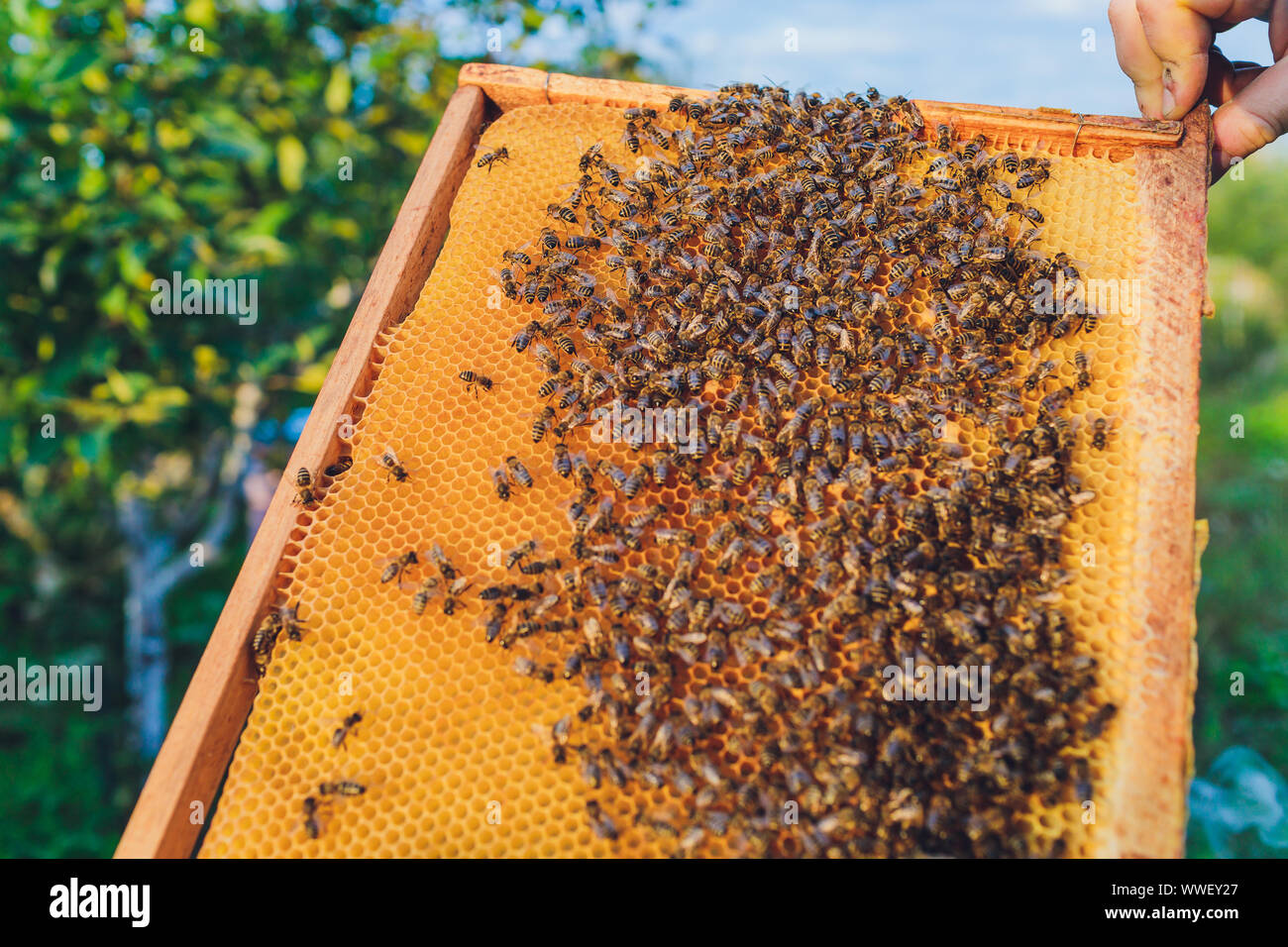 Frames of a bee hive. Beekeeper harvesting honey. The bee smoker is ...