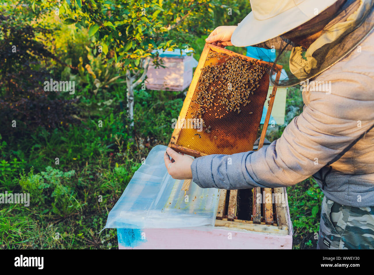 Experienced beekeeper grandfather teaches his grandson caring for bees ...