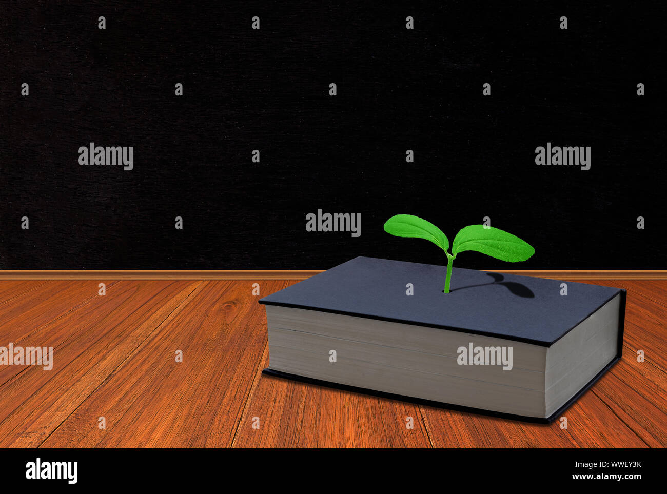 Education concept, knowledge management, idea growing Stock Photo - Alamy