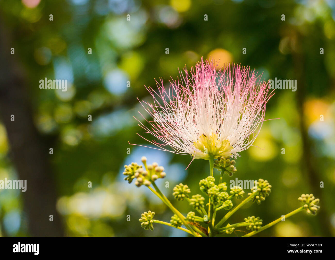 Samanea saman hi-res stock photography and images - Alamy