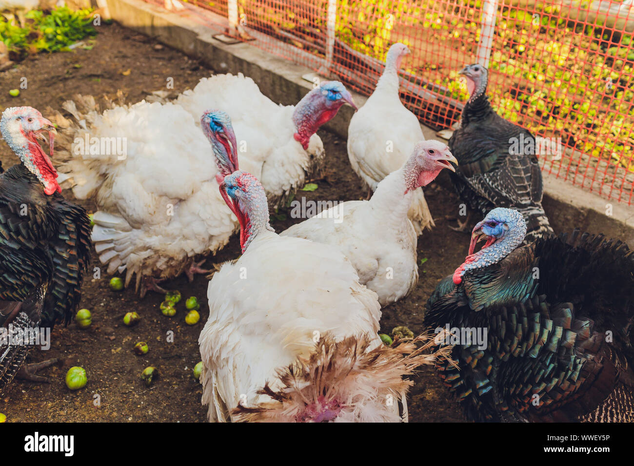 Portrait of Wild Turkey, Meleagris gallopavo, blue and red head ...