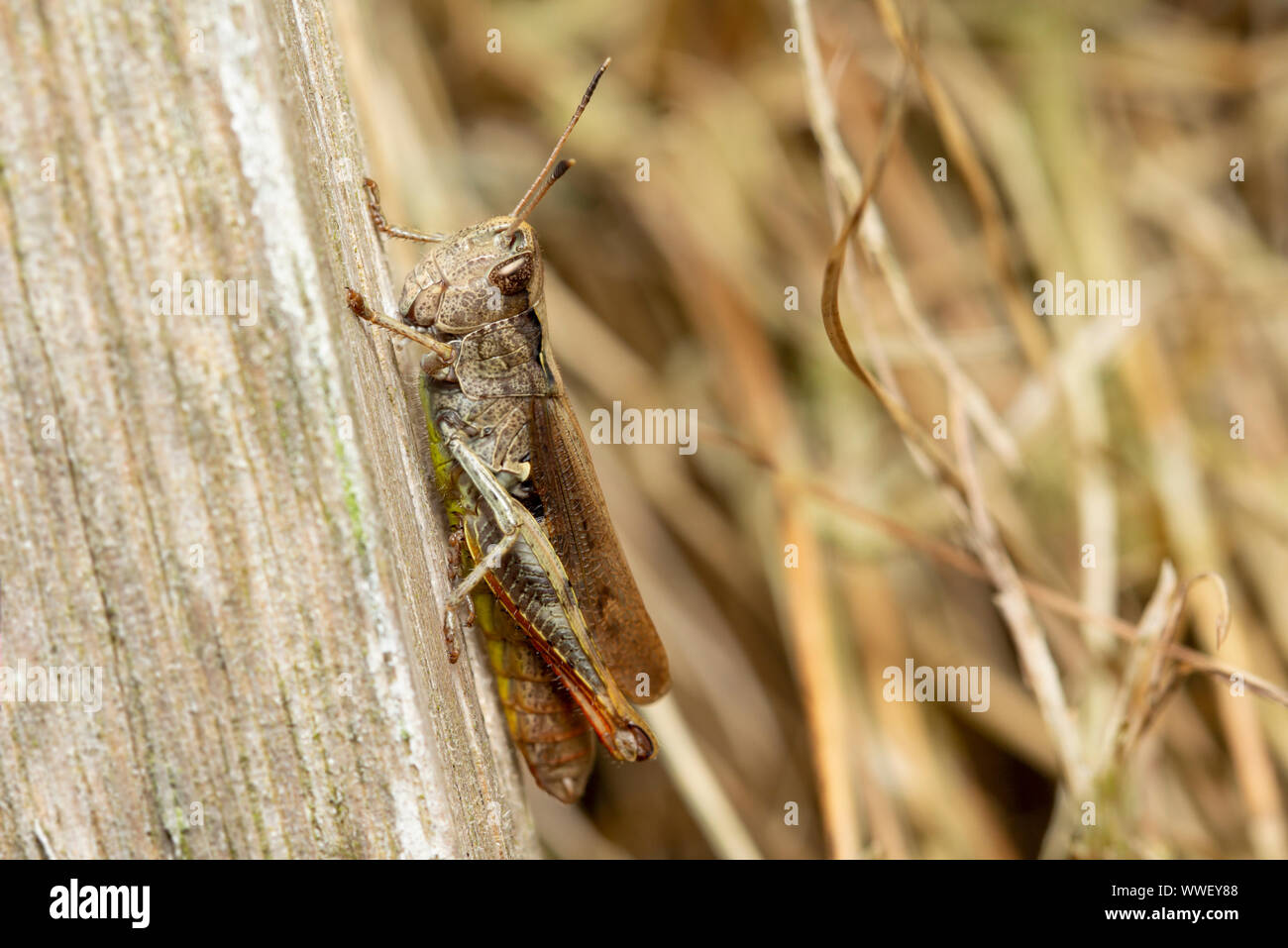 Rufous Grasshopper (Gomphocerippus rufus Stock Photo - Alamy