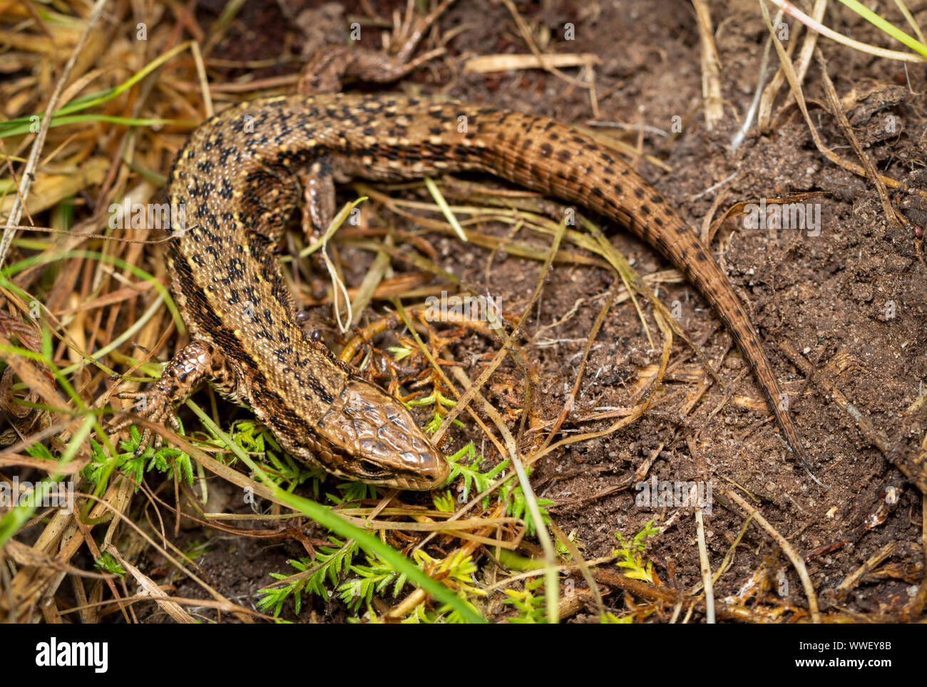 Common Lizard (Zootoca vivipara), Devon, UK Stock Photo - Alamy