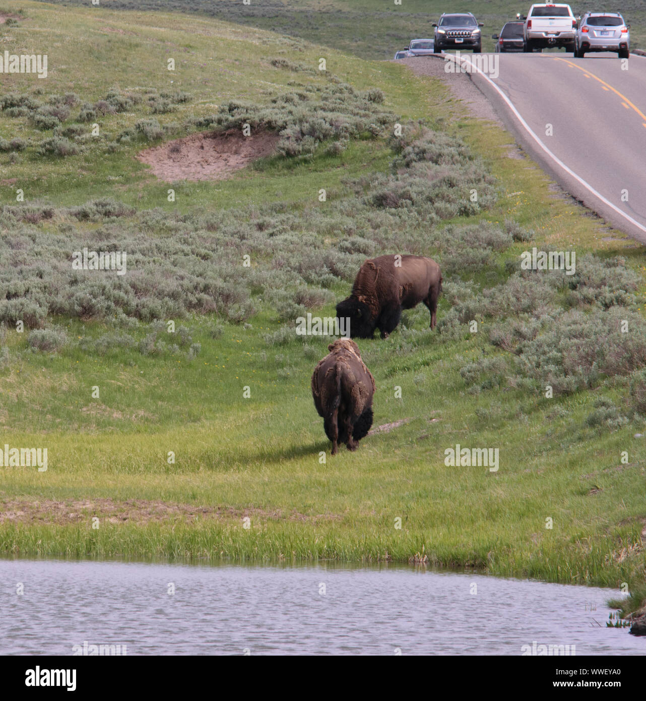 Yellowstone National Park Buffalo Seen from the side of the Road Stock ...