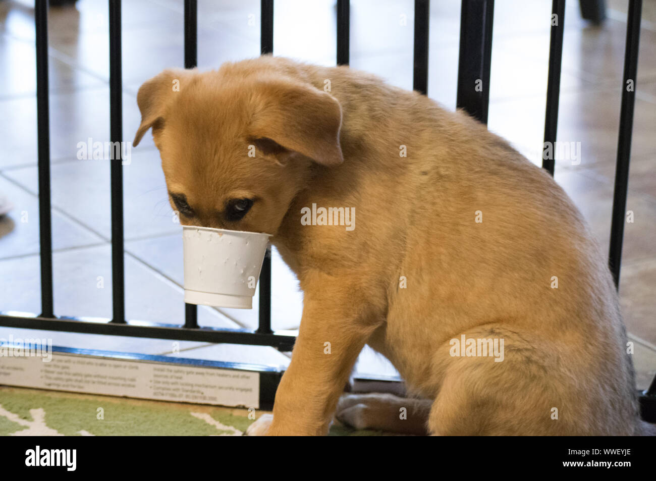 Adorable German Shepherd Puppy posing for the camera Stock Photo - Alamy