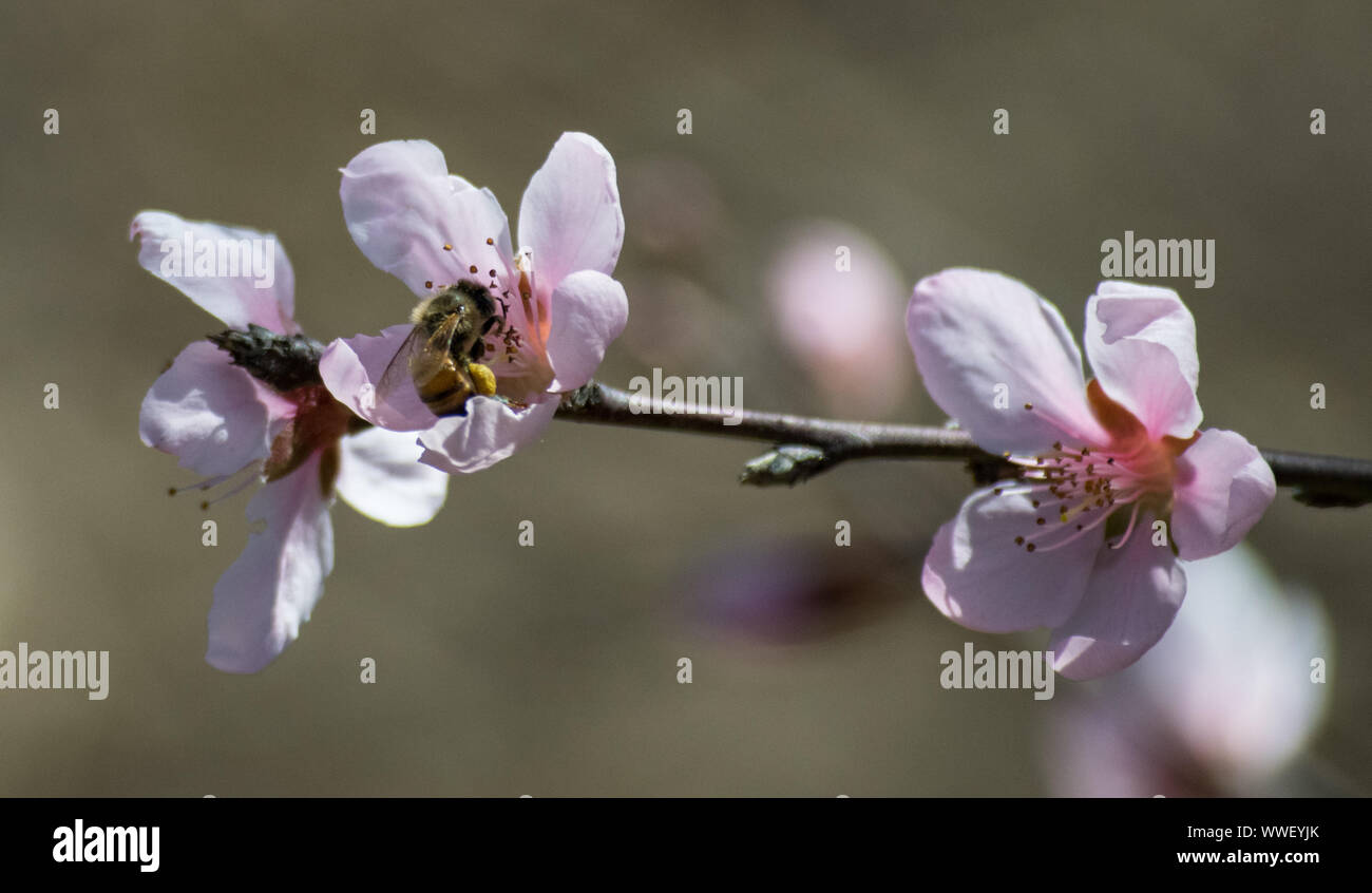 Honeybee pollinated of pink flower hi-res stock photography and images ...