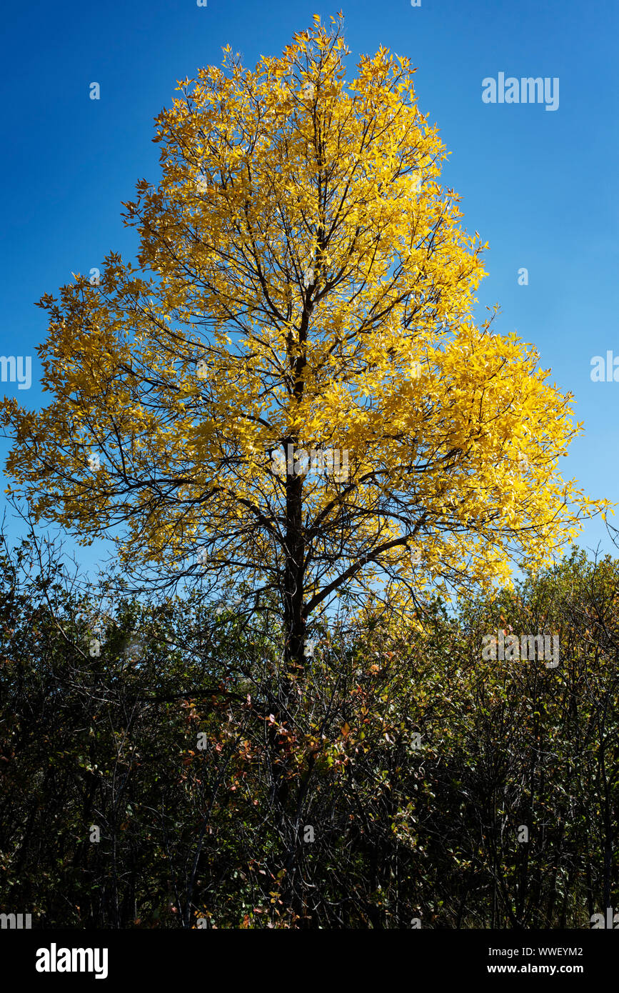 Fall color on a single tree against blue sky Stock Photo - Alamy