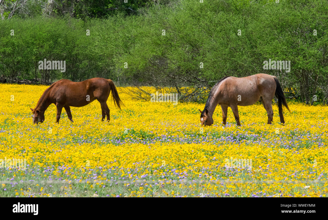 Brown riding horse in field with flowers hi-res stock photography and ...
