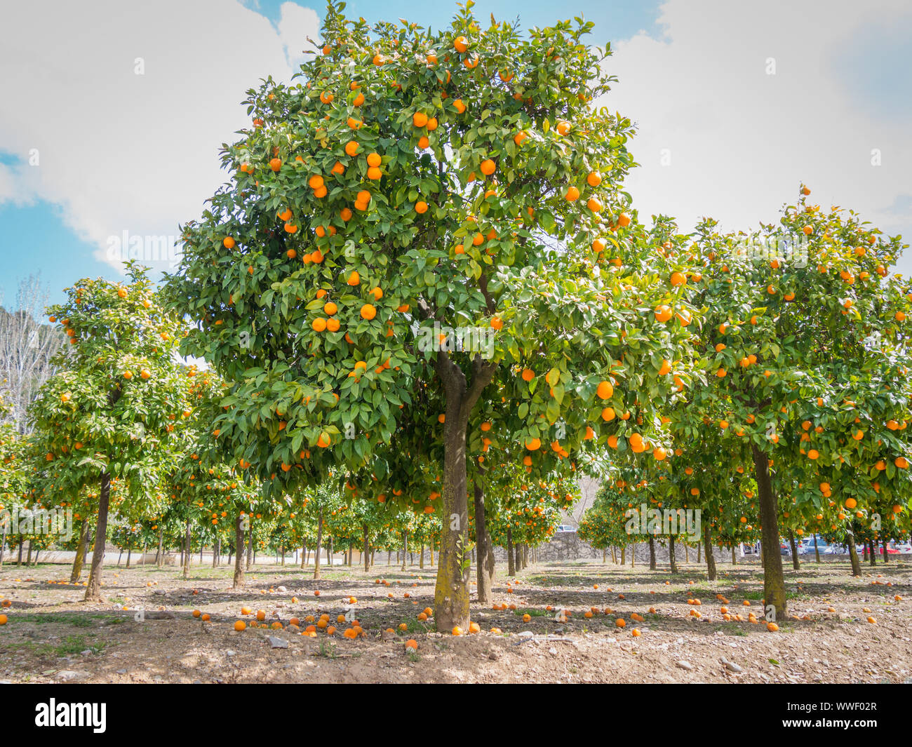 orange trees with oranges outdoors Stock Photo - Alamy