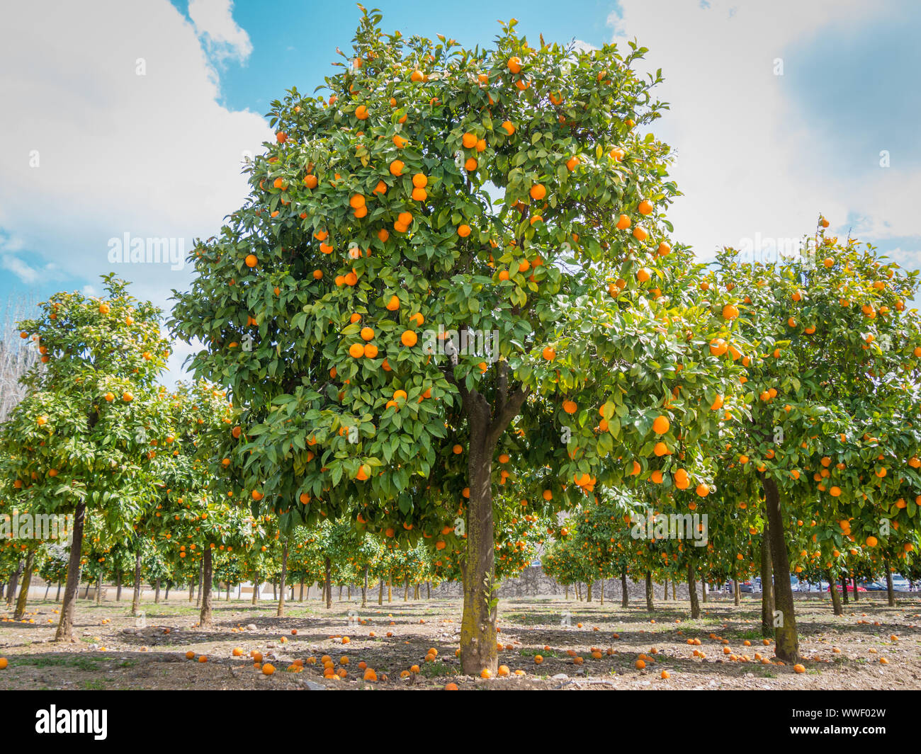 orange trees with oranges outdoors Stock Photo - Alamy