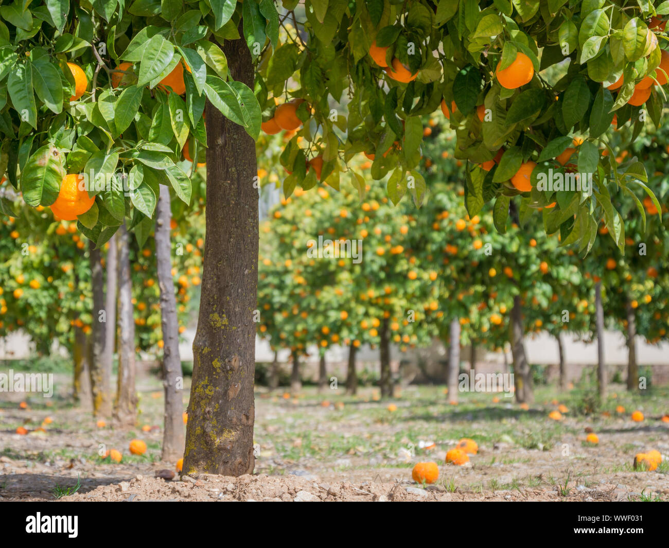 orange trees with oranges outdoors Stock Photo - Alamy