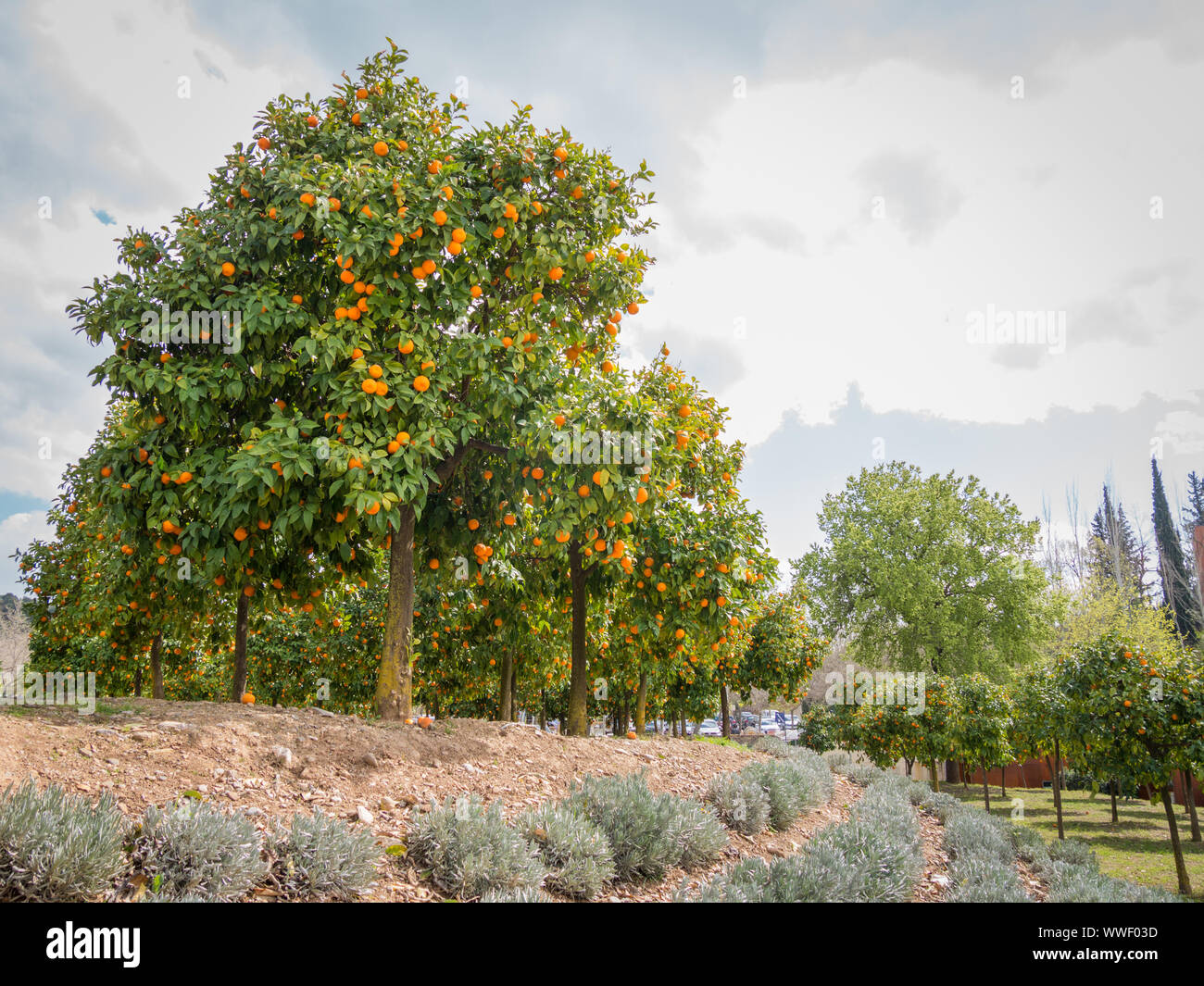 orange trees with oranges outdoors Stock Photo - Alamy