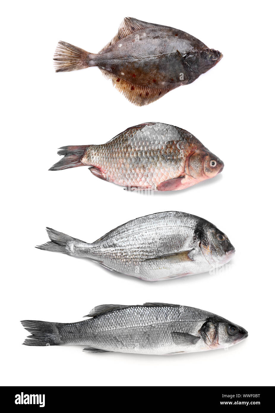 Different fresh fishes on white background Stock Photo - Alamy