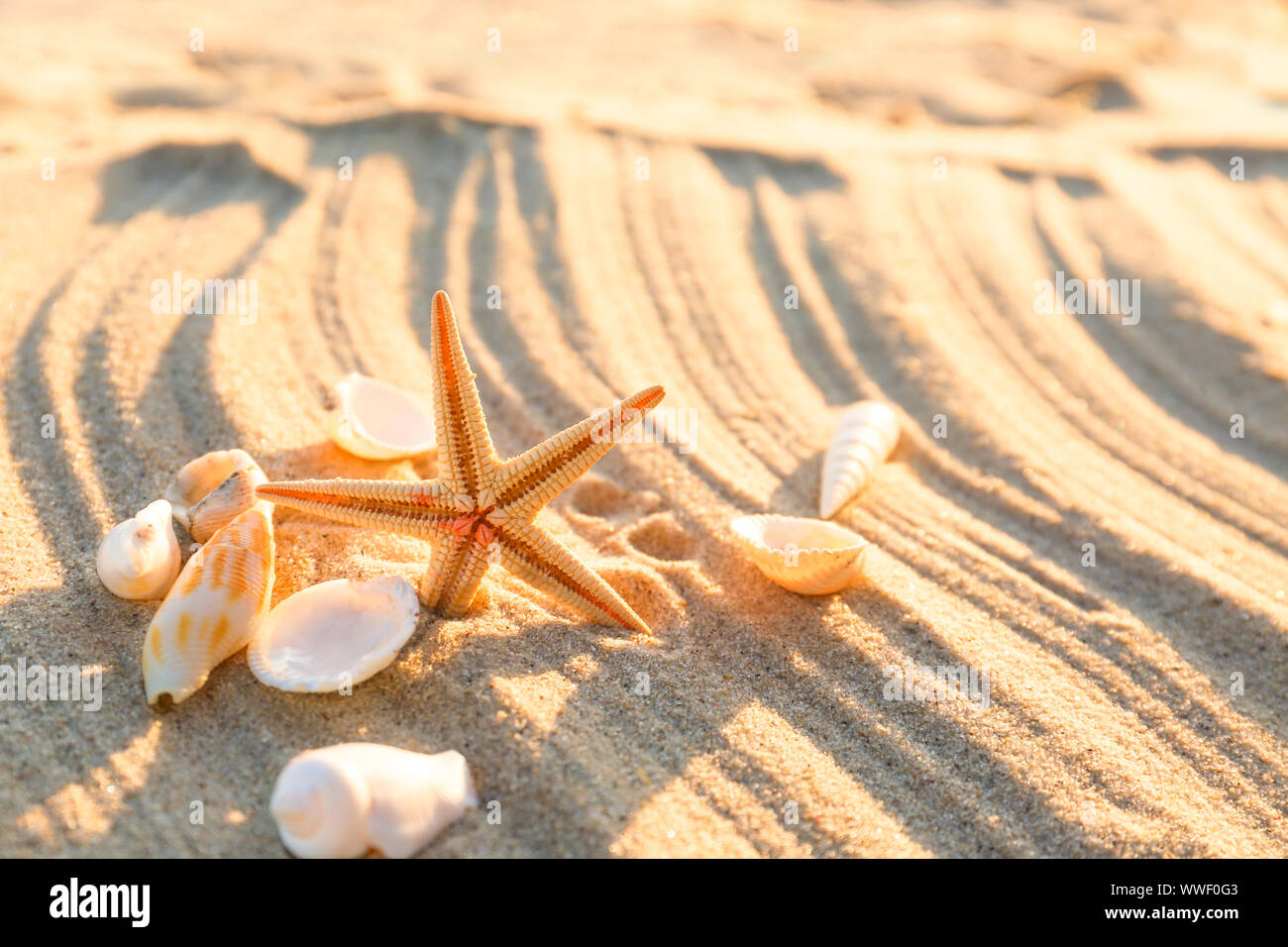 Beautiful starfish with seashells on beach sand Stock Photo - Alamy