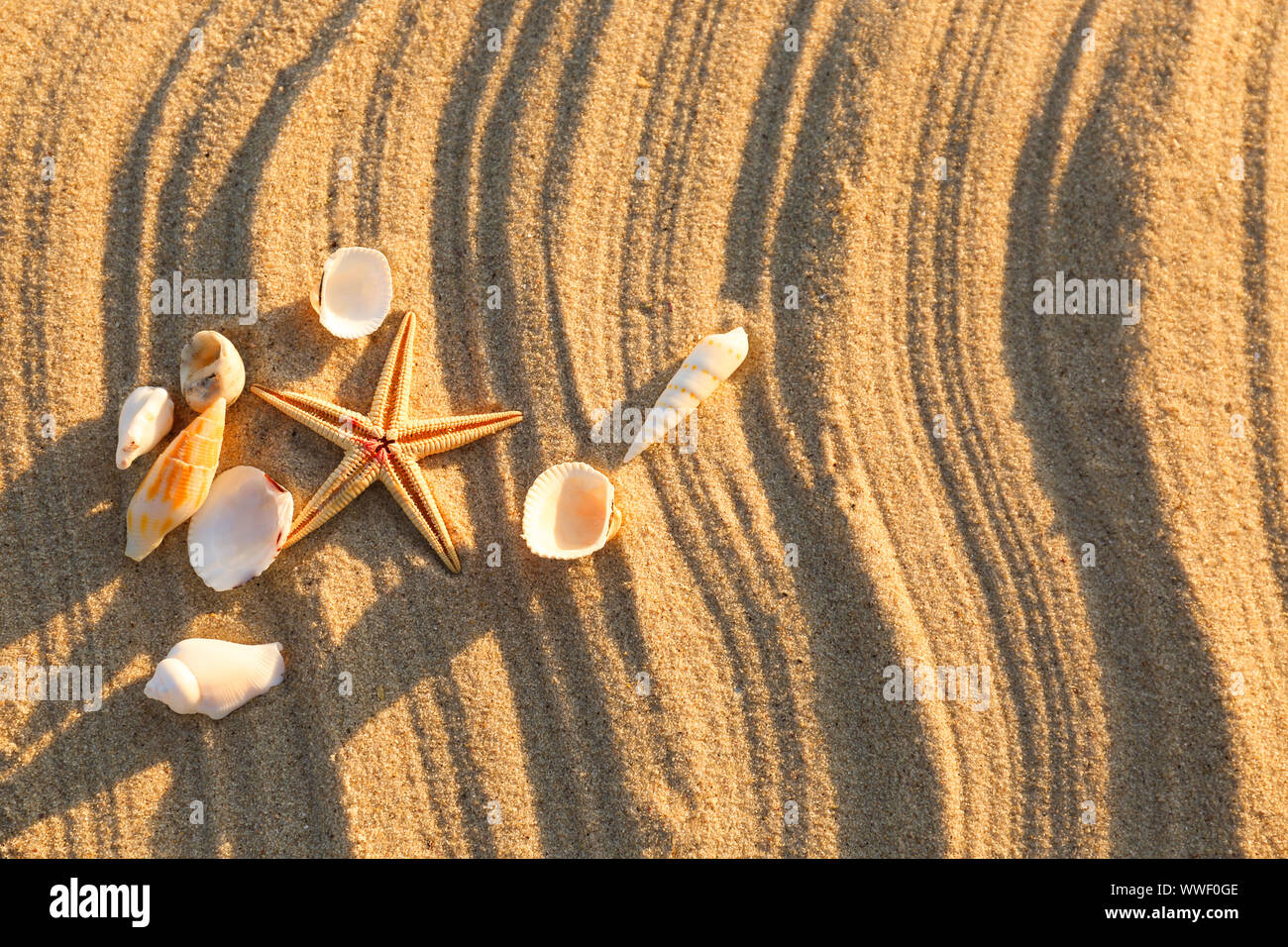 Beautiful starfish with seashells on beach sand Stock Photo - Alamy