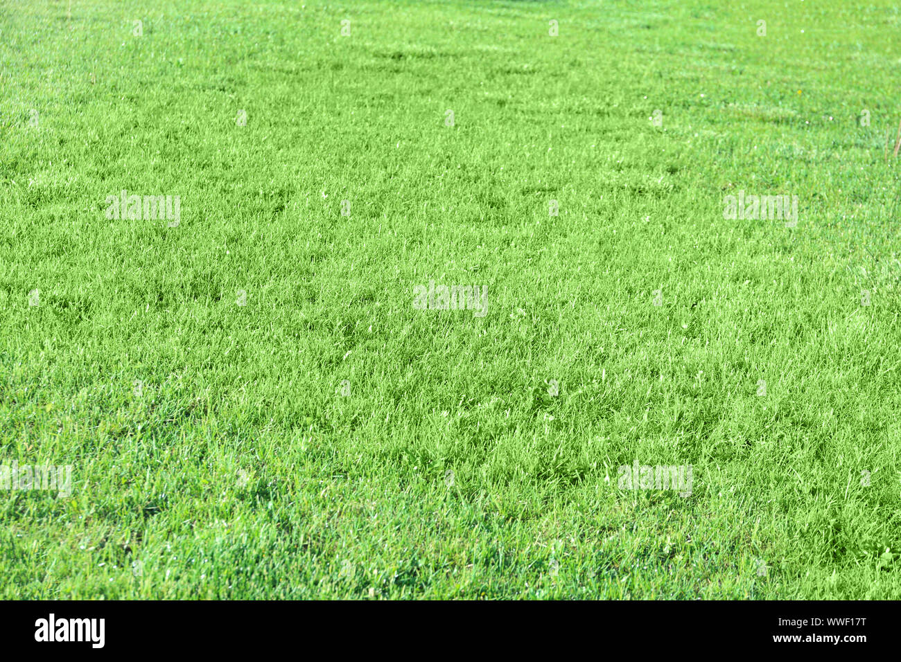 Green grass on spring day Stock Photo - Alamy