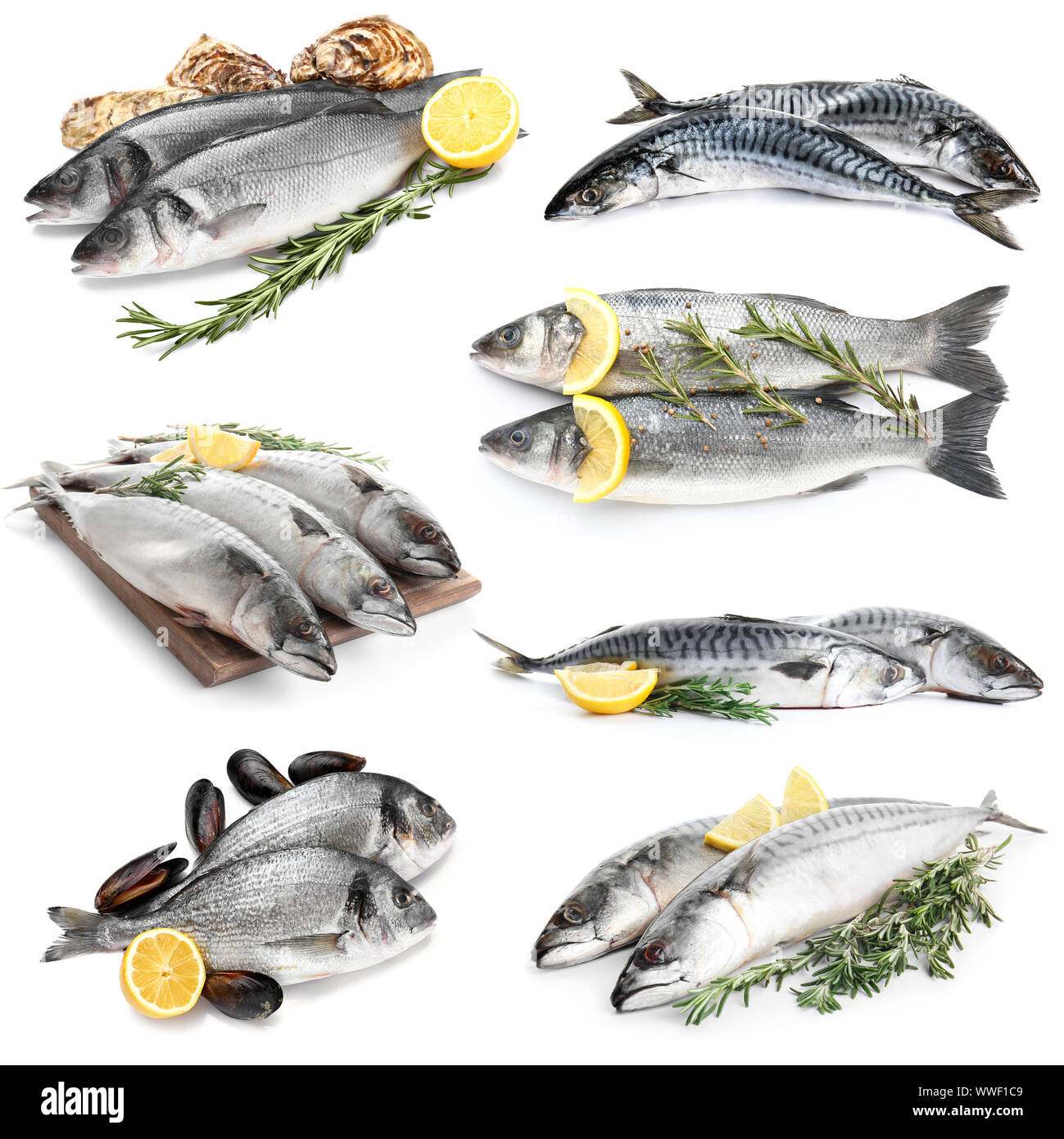 Different fresh fishes on white background Stock Photo - Alamy