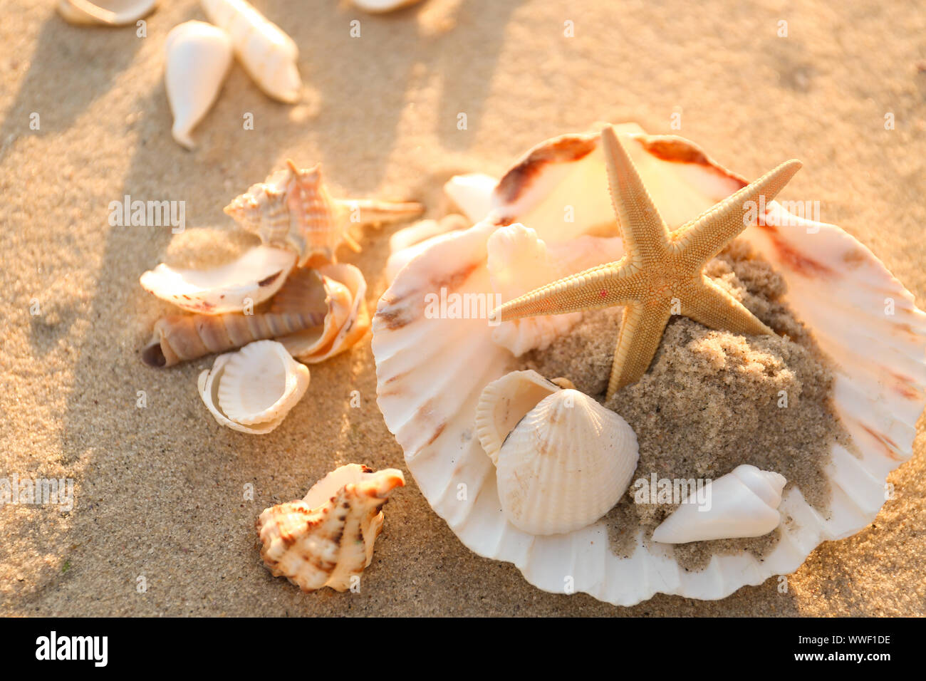 Beautiful starfish with seashells on beach sand Stock Photo - Alamy