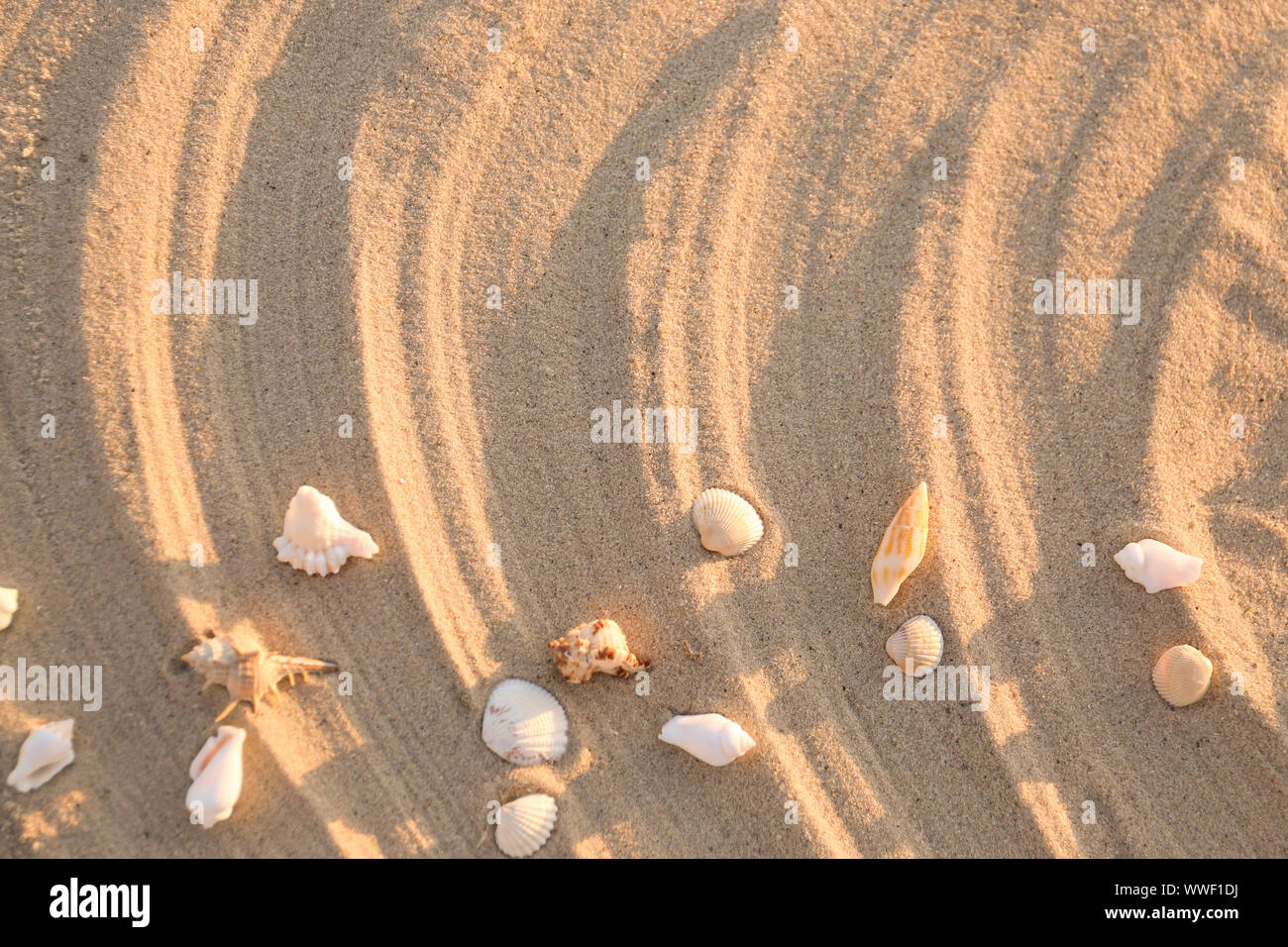 Sand with pattern and seashells Stock Photo - Alamy