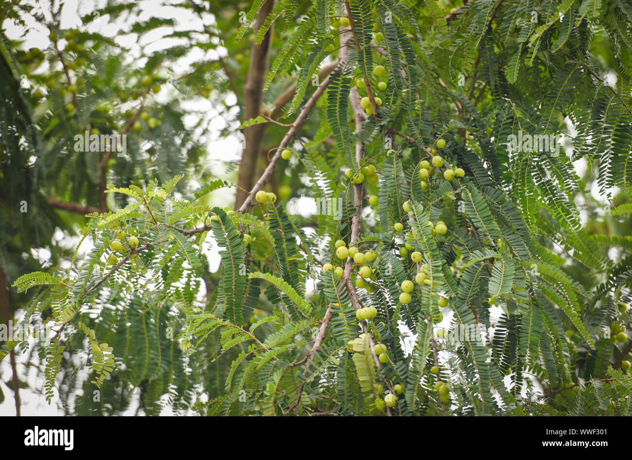 Amla tree hi-res stock photography and images - Alamy