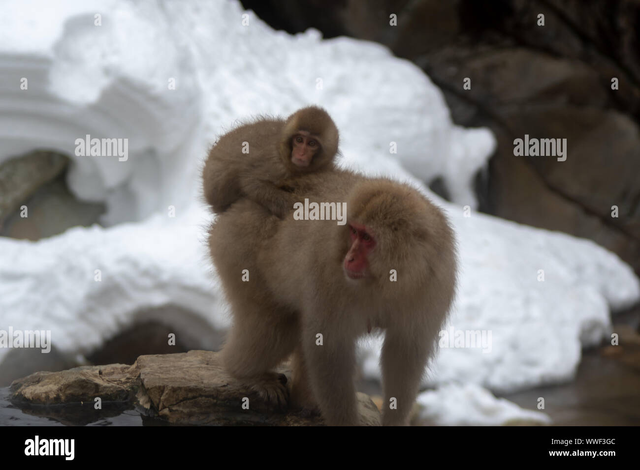 Mother and juvenile snow monkeys Stock Photo - Alamy