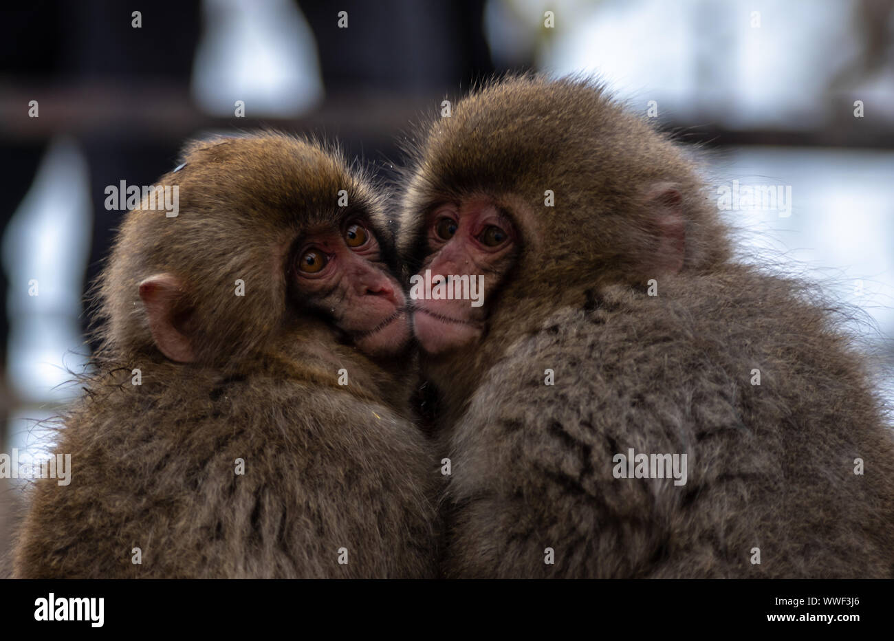Two japanese macaques macaca fuscata hi-res stock photography and ...